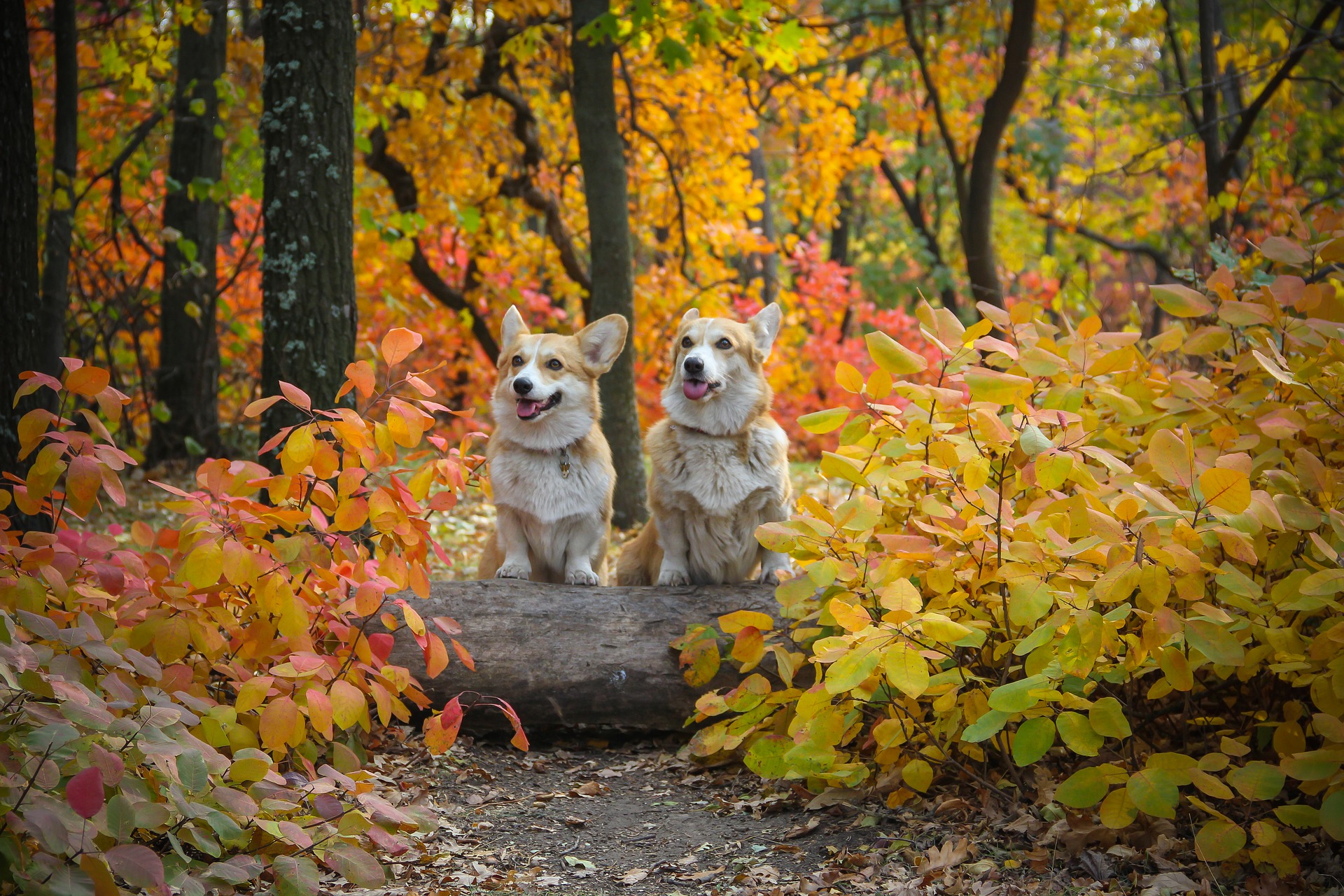 Corgi pies (Welsh Corgi Pembroke) - opis rasy - PetPortal.pl