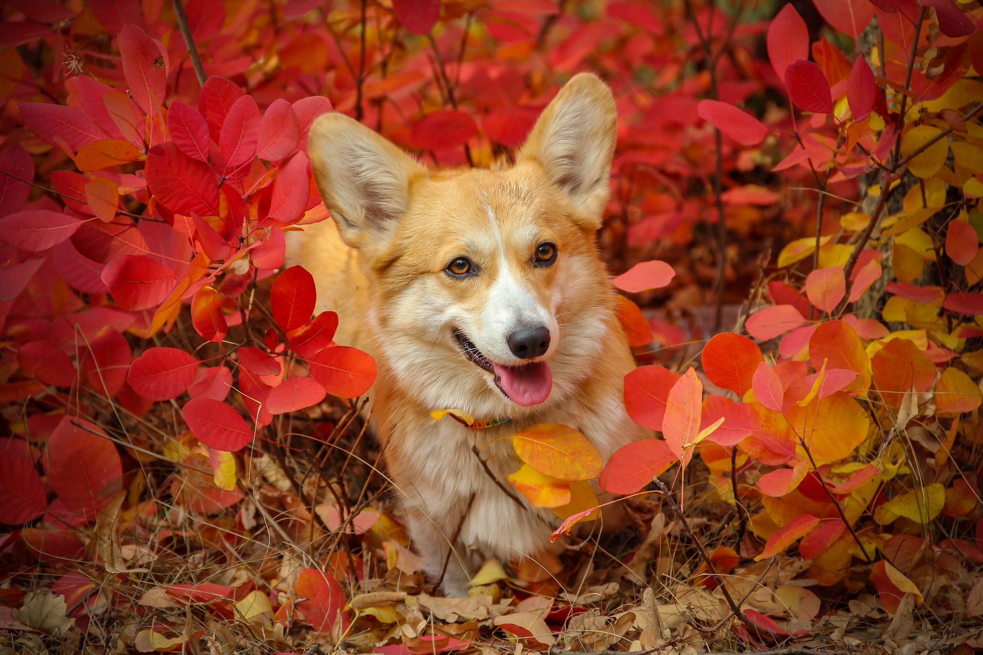 Corgi pies (Welsh Corgi Pembroke) - opis rasy - PetPortal.pl