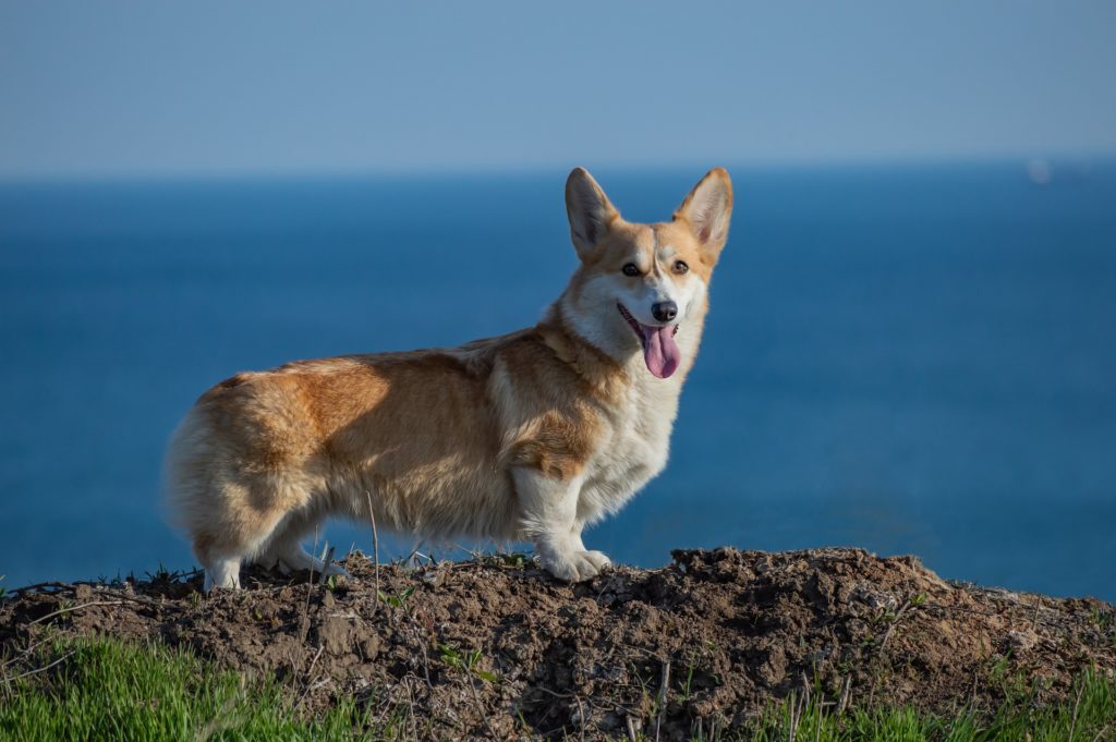 Corgi pies (Welsh Corgi Pembroke) - opis rasy - PetPortal.pl