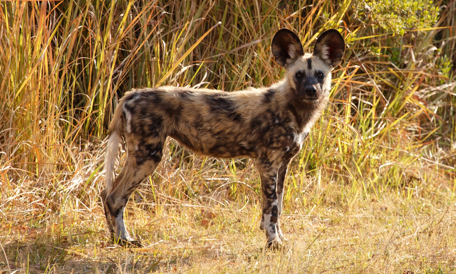 Likaon - dziki pies afrykański. - PetPortal.pl
