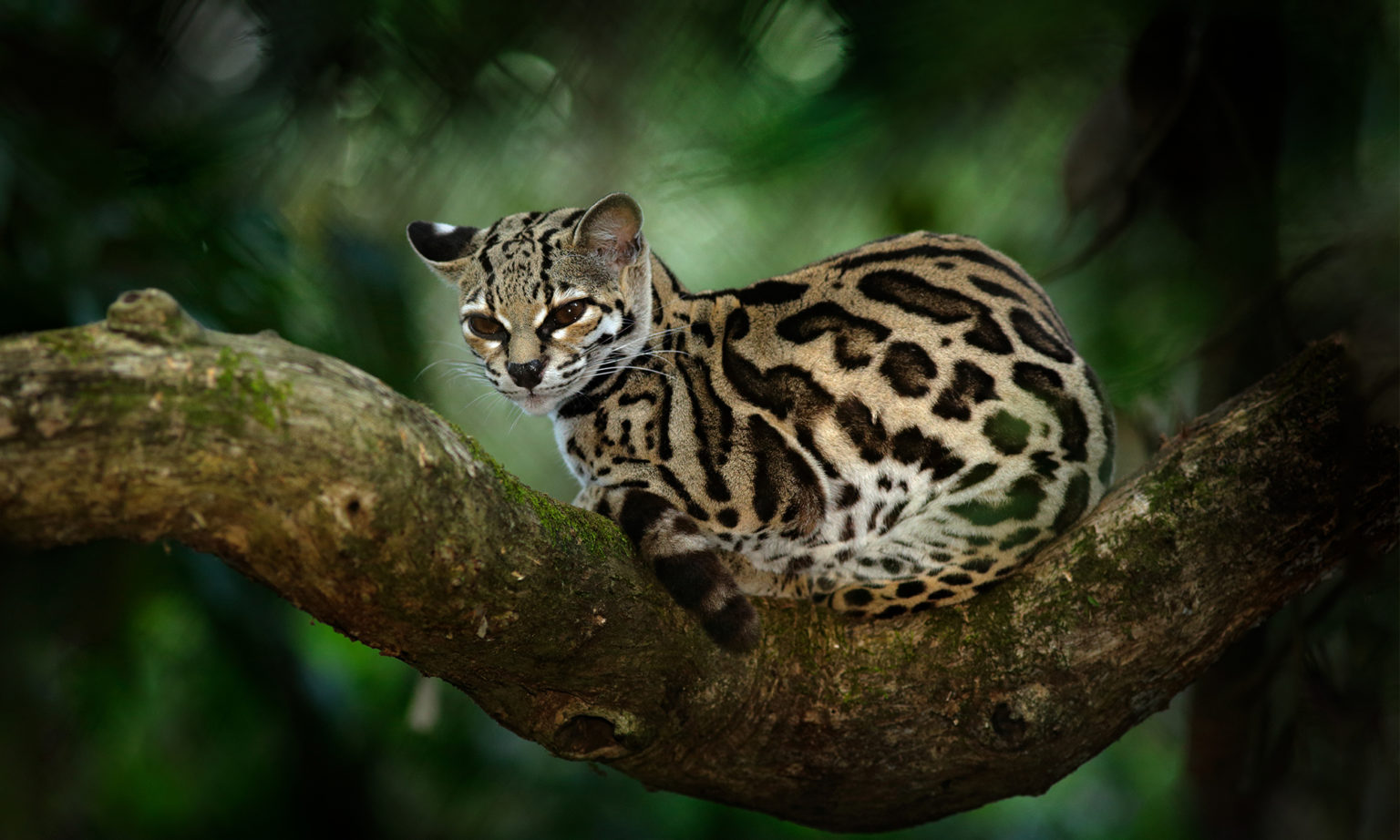 Ocelot - opis rasy i ciekawostki o wielkim kocie - PetPortal.pl