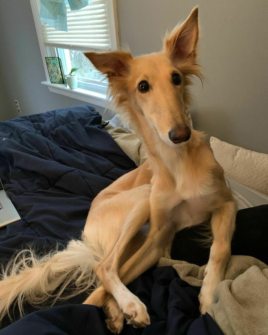 40 zdjęć psa, który wygląda jak żyrafa - PetPortal.pl