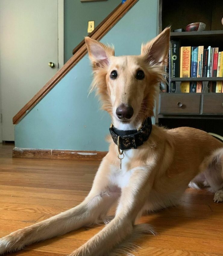 40 zdjęć psa, który wygląda jak żyrafa - PetPortal.pl